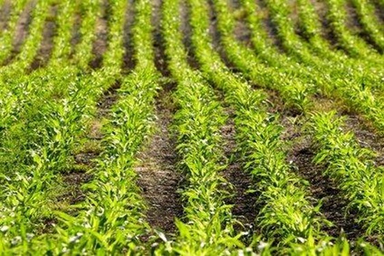 Growing Maize In Sustainable Productive Methods