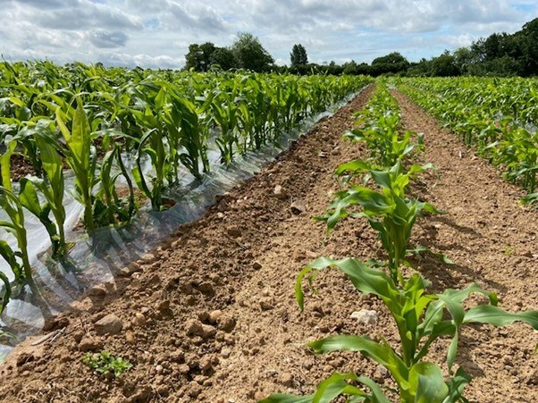 Drilling Maize Under Plastic - Is It Worth It